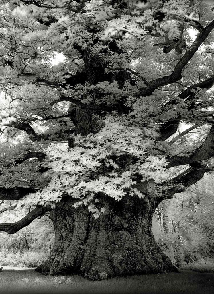 Beth Moon - A. Galerie