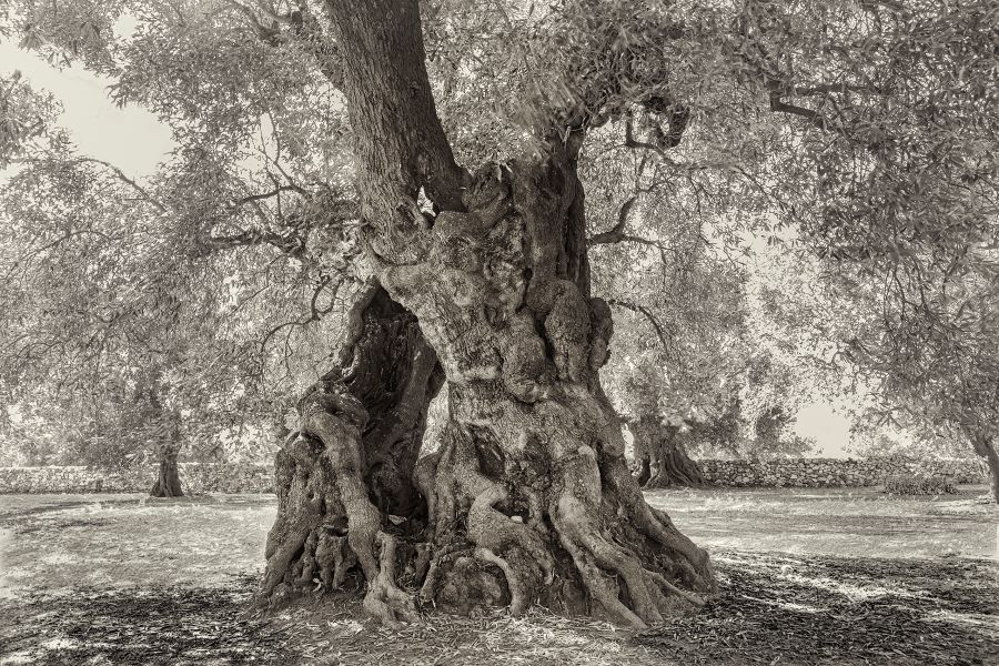 Beth Moon - A. Galerie