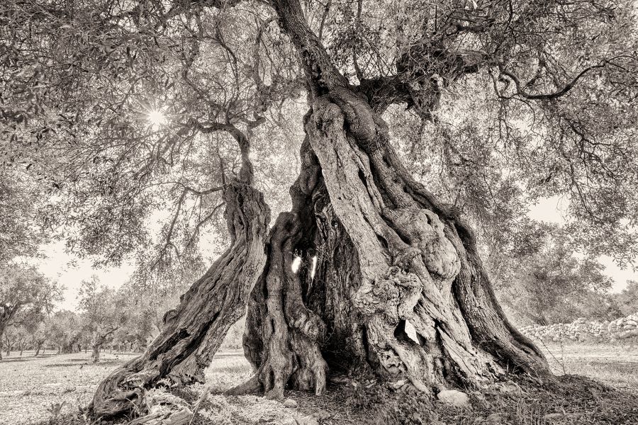Beth Moon - A. Galerie