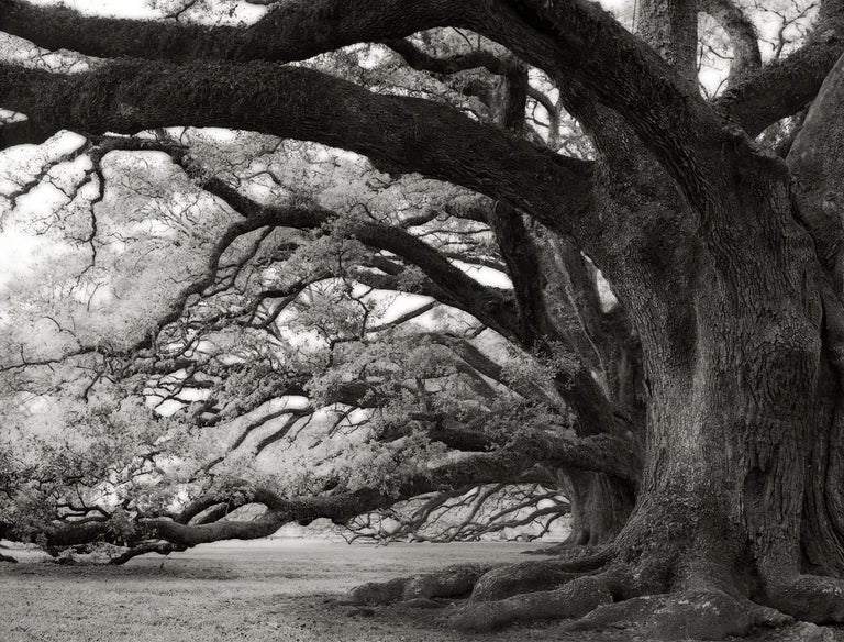 Beth Moon - A. Galerie