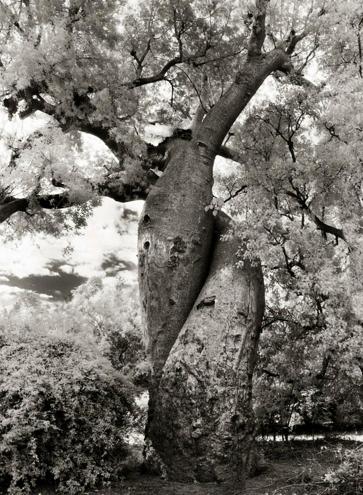Beth Moon - A. Galerie