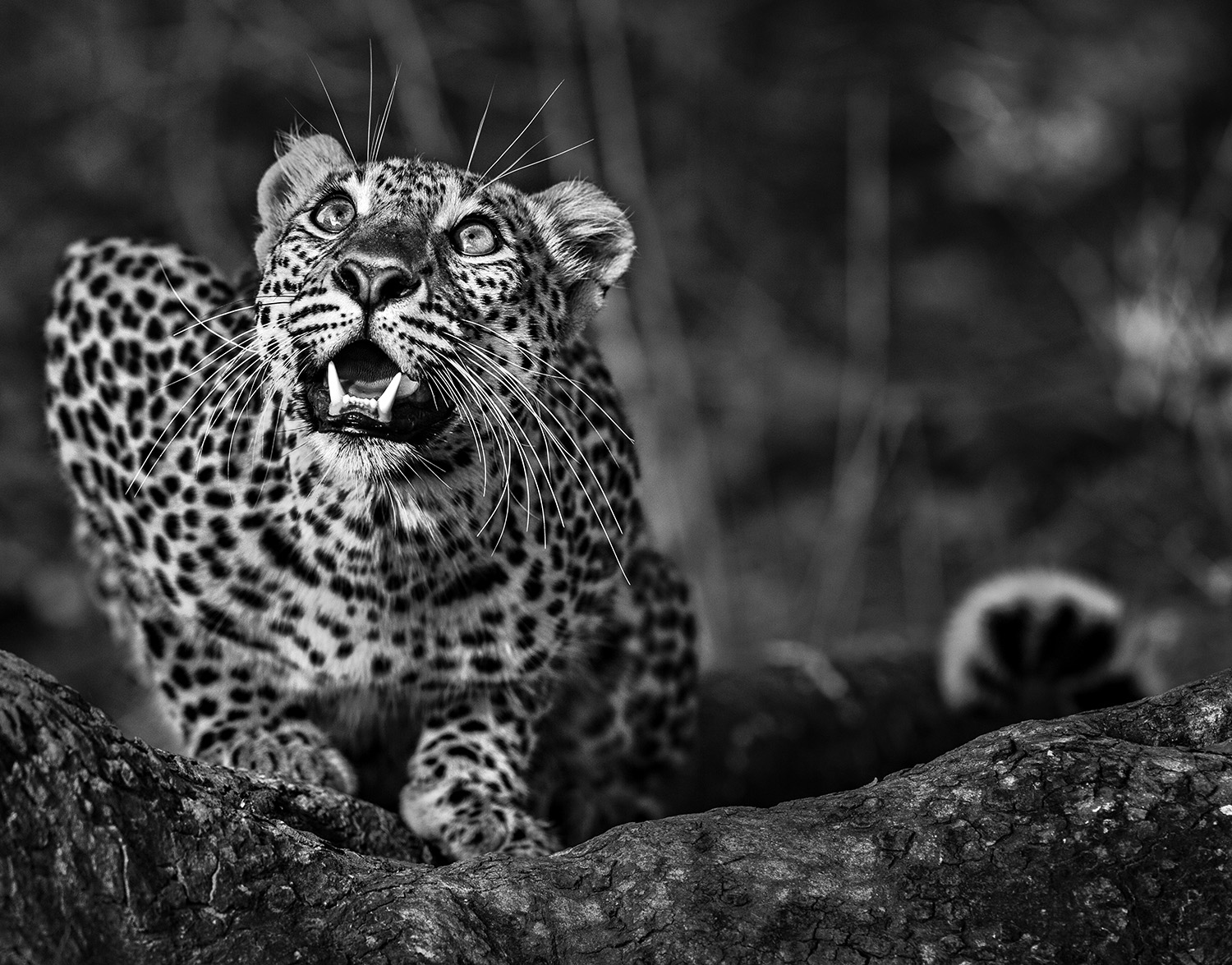 David Yarrow - A. Galerie